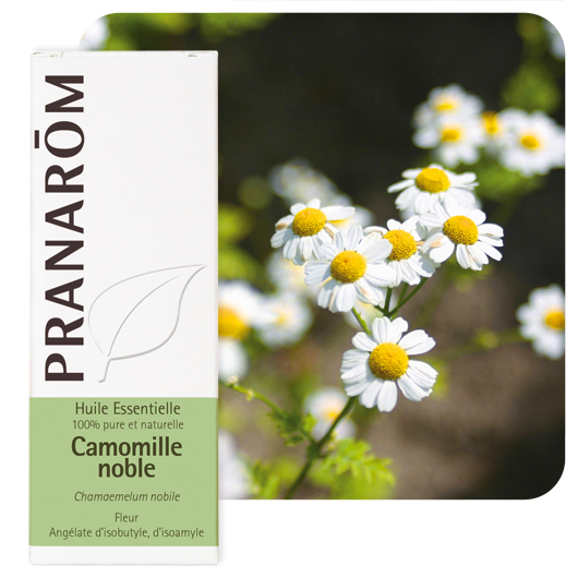 Camomille noble | Pharmacie Dumont